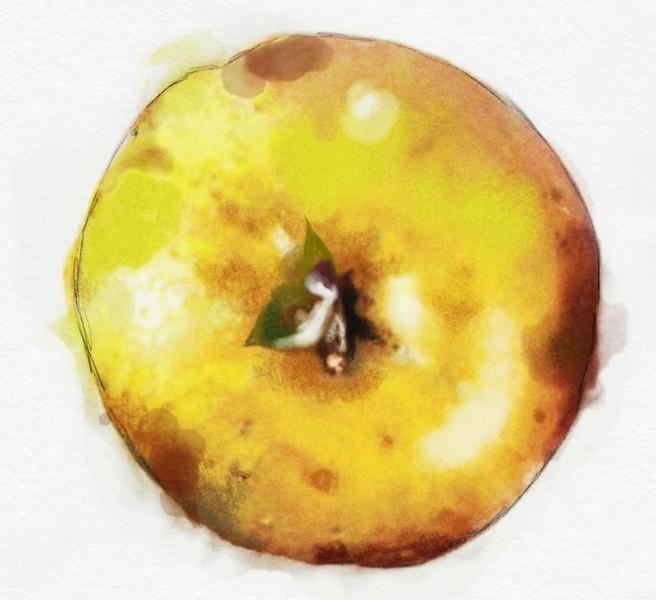 Zlaté jablko - Medovinárna